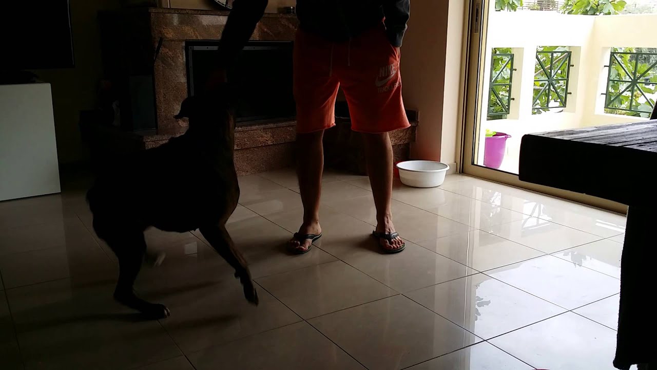 Boxer dog dance - YouTube