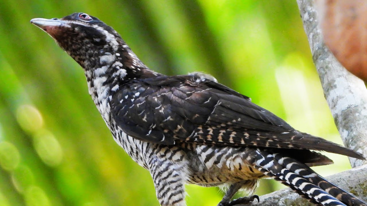 Melodious call of the koel bird while it savors black peppercorns ...