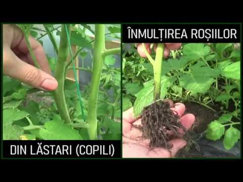 Înmulțirea roșiilor din lăstari (copili)REZULTAT - YouTube