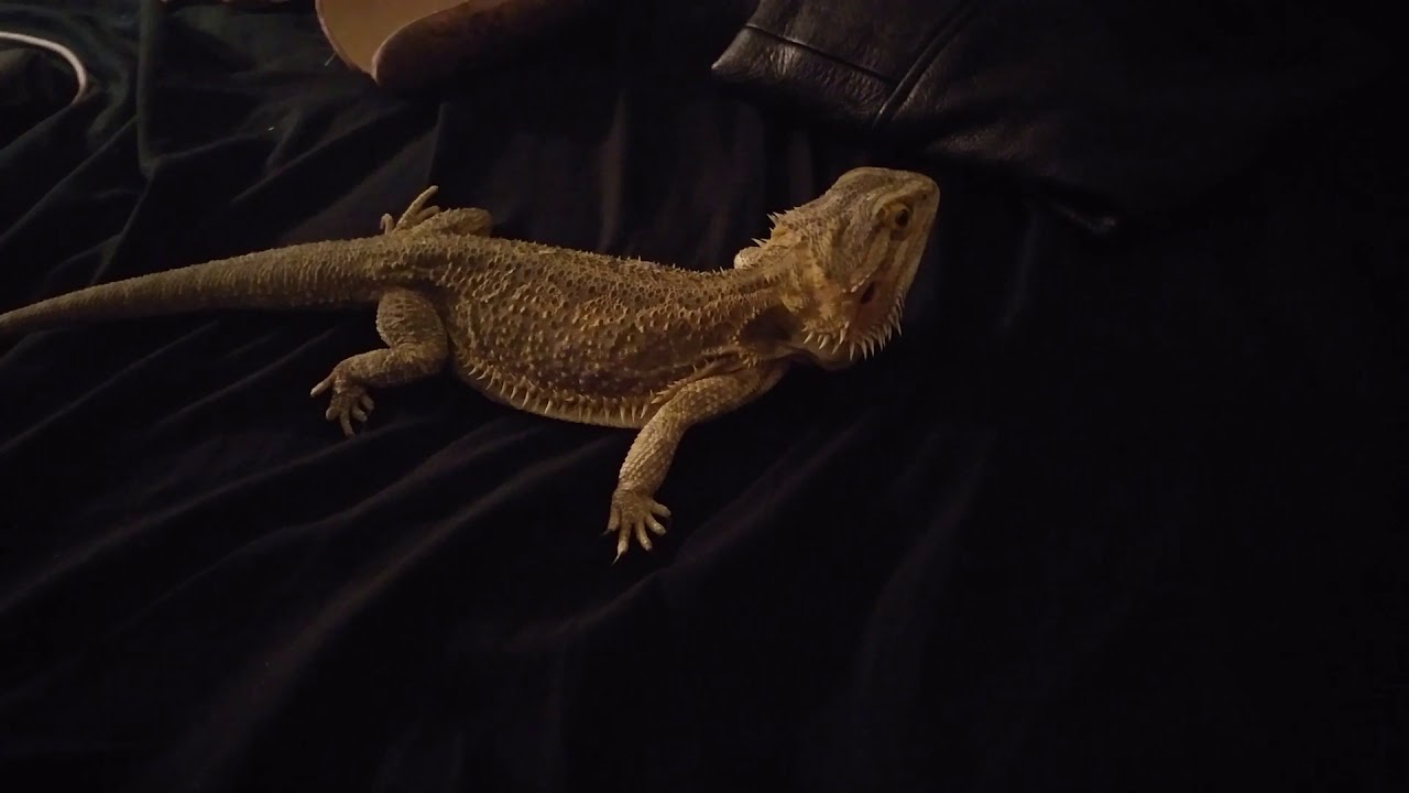 Jem'Hadar and the poop emoji! - YouTube