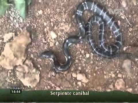 Krait, la serpiente caníbal - YouTube