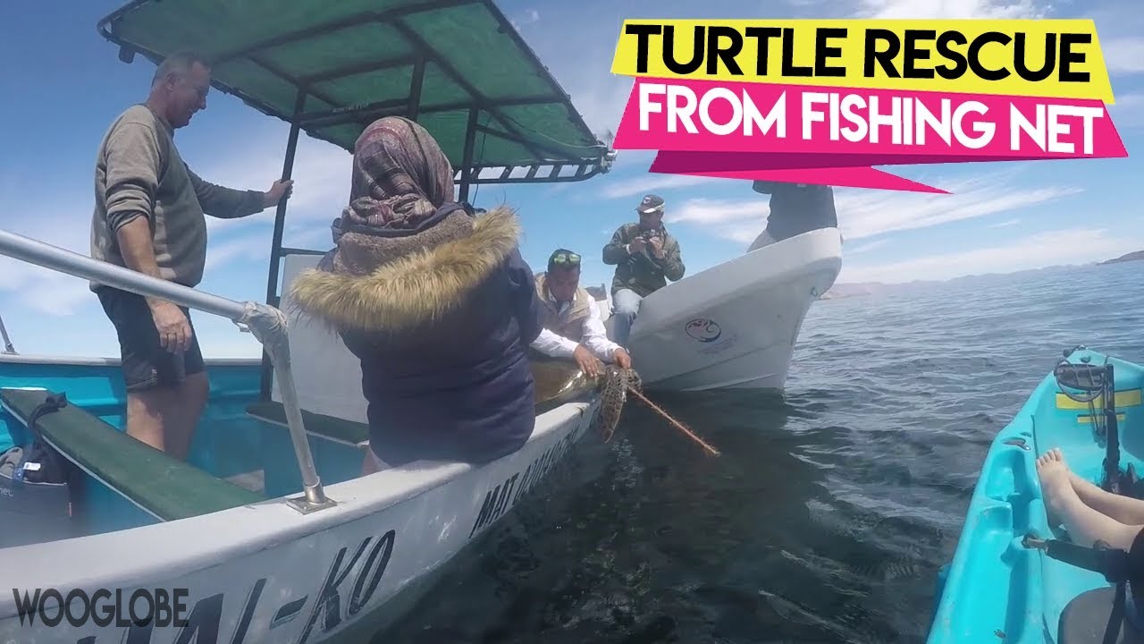 Poor Sea Turtle Rescued from a Fishing Net - YouTube