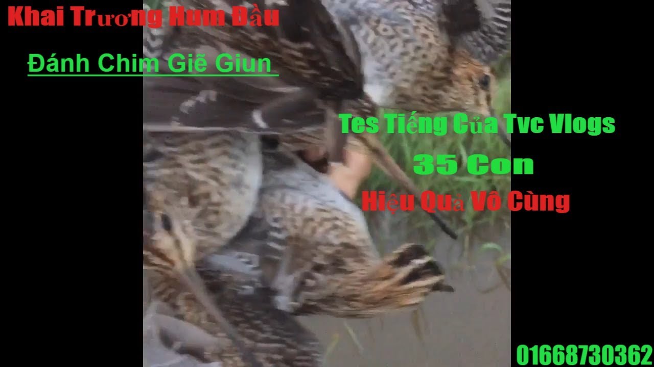 Tes Thử Tiếng Chim Giẽ Giun Của (Tvc Vlogs VH Ẩm Thực TN) Kết Quả ăn ...