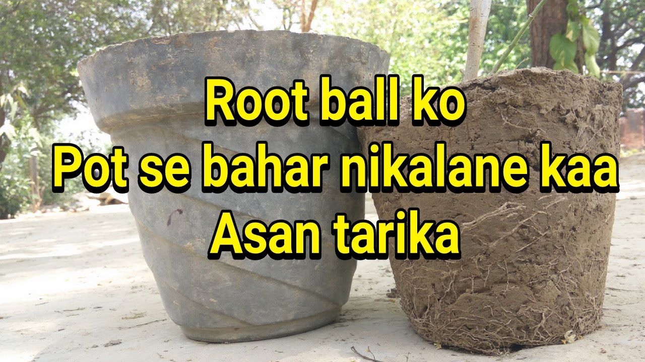 Root ball ko pot se safely kaise nikale - YouTube