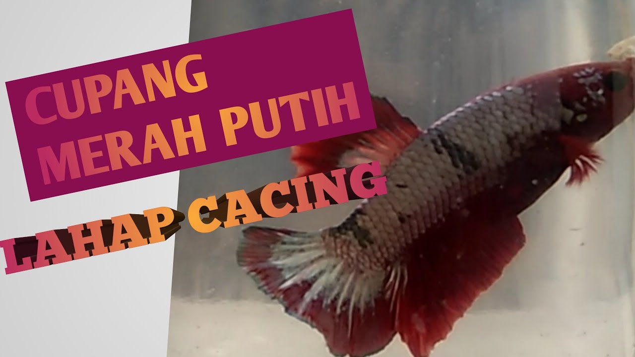 Cupang Merah Putih Lahap Cacing - YouTube