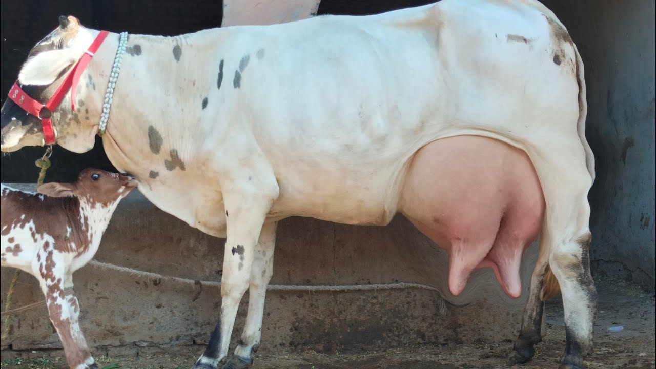 chalo sthaniya Jersey friesian cross cow (03024029695)31 January 2025 ...