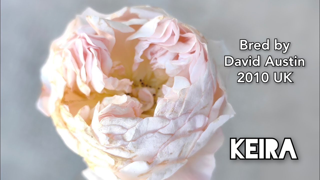 KEIRA ROSE plant by David AUSTIN 2010 UK Wedding Roses バラ キーラ - YouTube