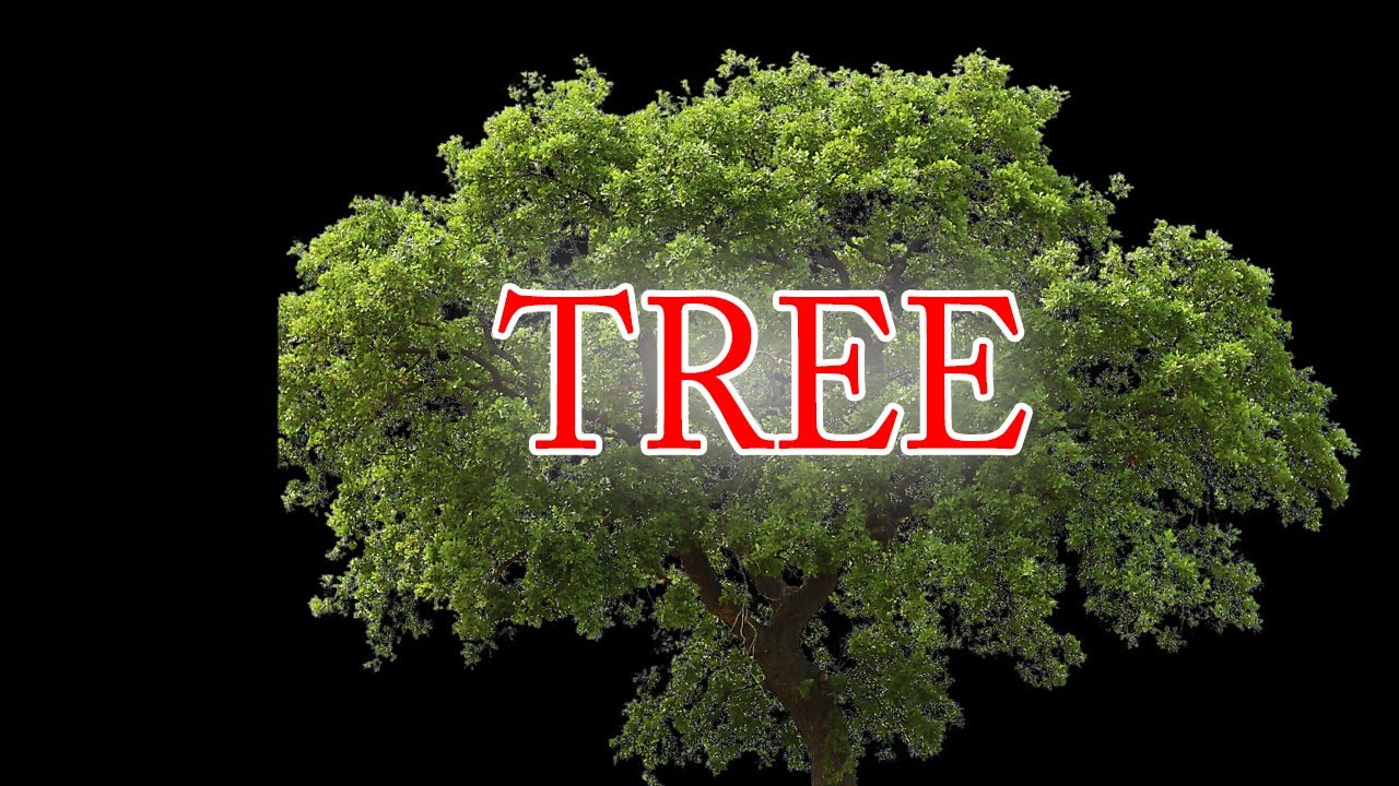 Role Play Of Tree By DAV Public School CDA Std 3 Students - YouTube