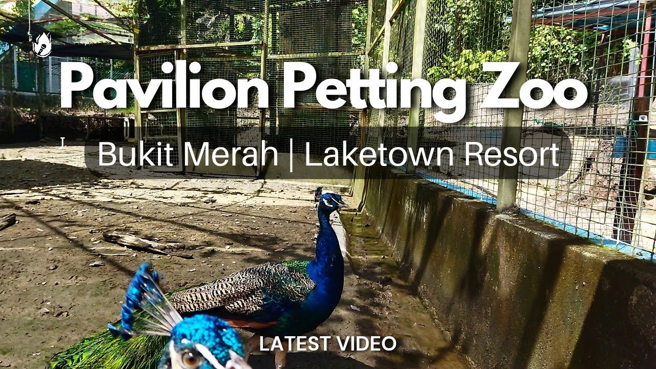 Bukit Merah Petting Zoo - YouTube