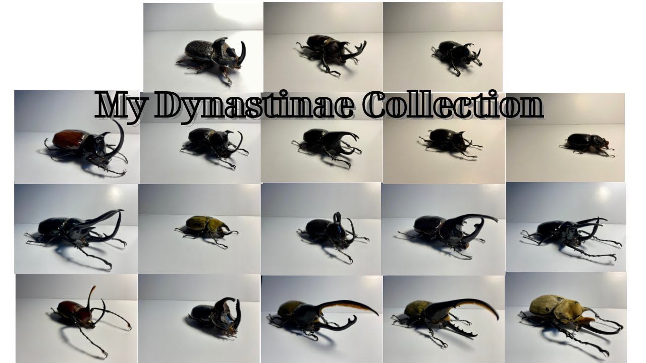 Bộ Sưu Tập Bọ Cánh Cứng Của Tôi ( Phần 2)| My Dynastinae Collection ( Part 2) - YouTube