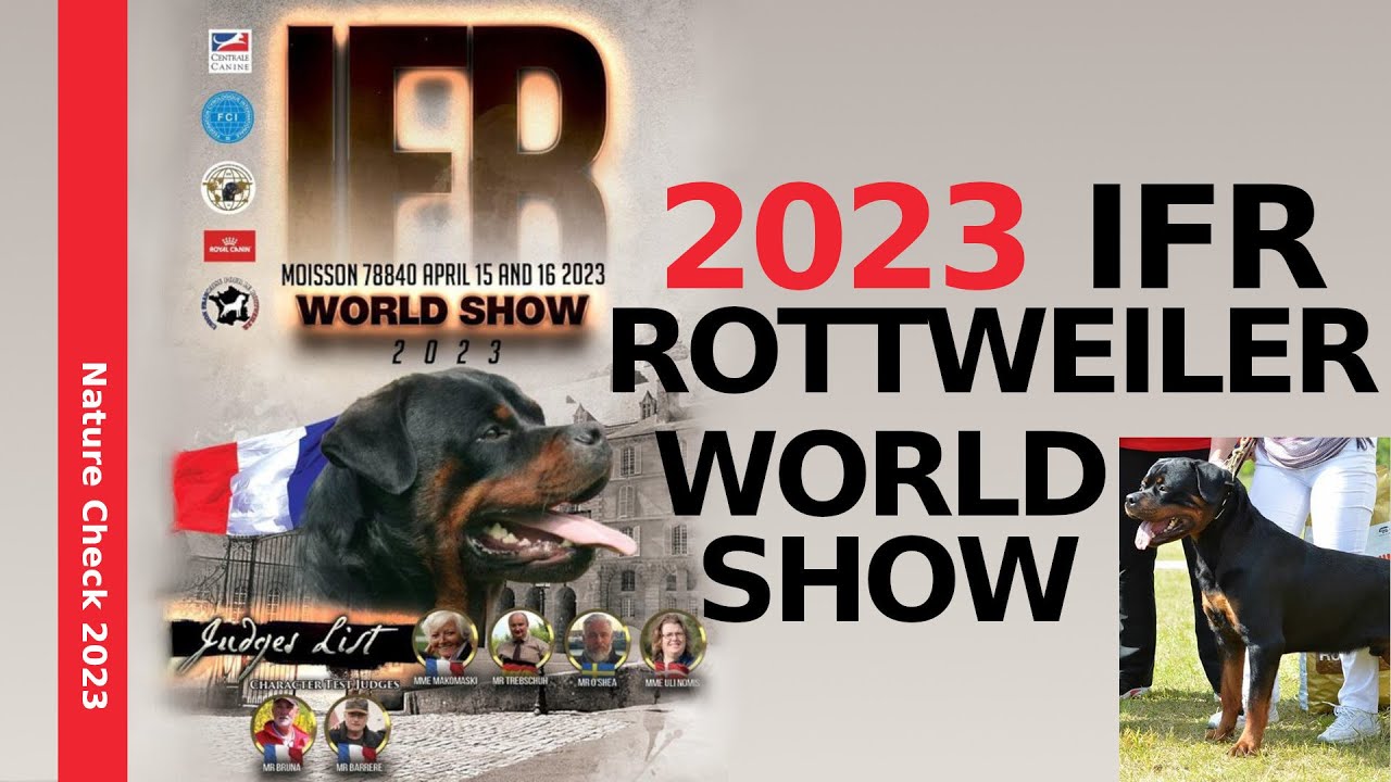 World Record Rottweiler