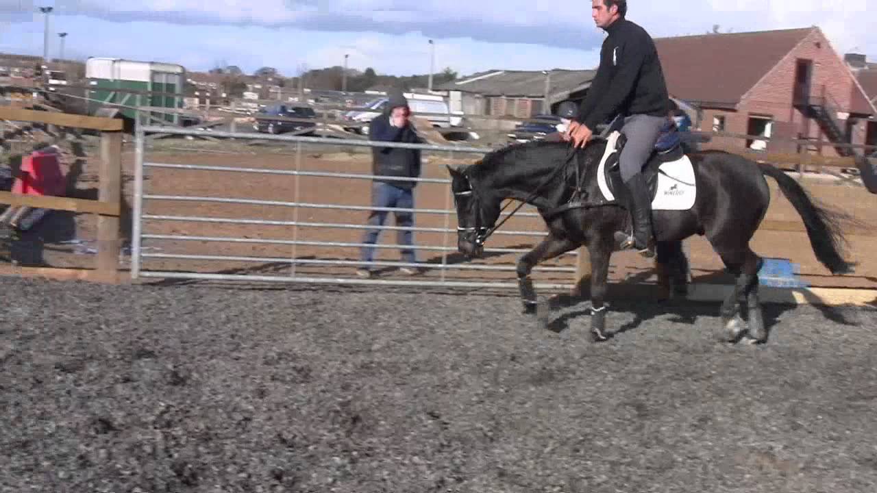 Dutchy - 4yr old 14.1 Dutch Riding pony - YouTube