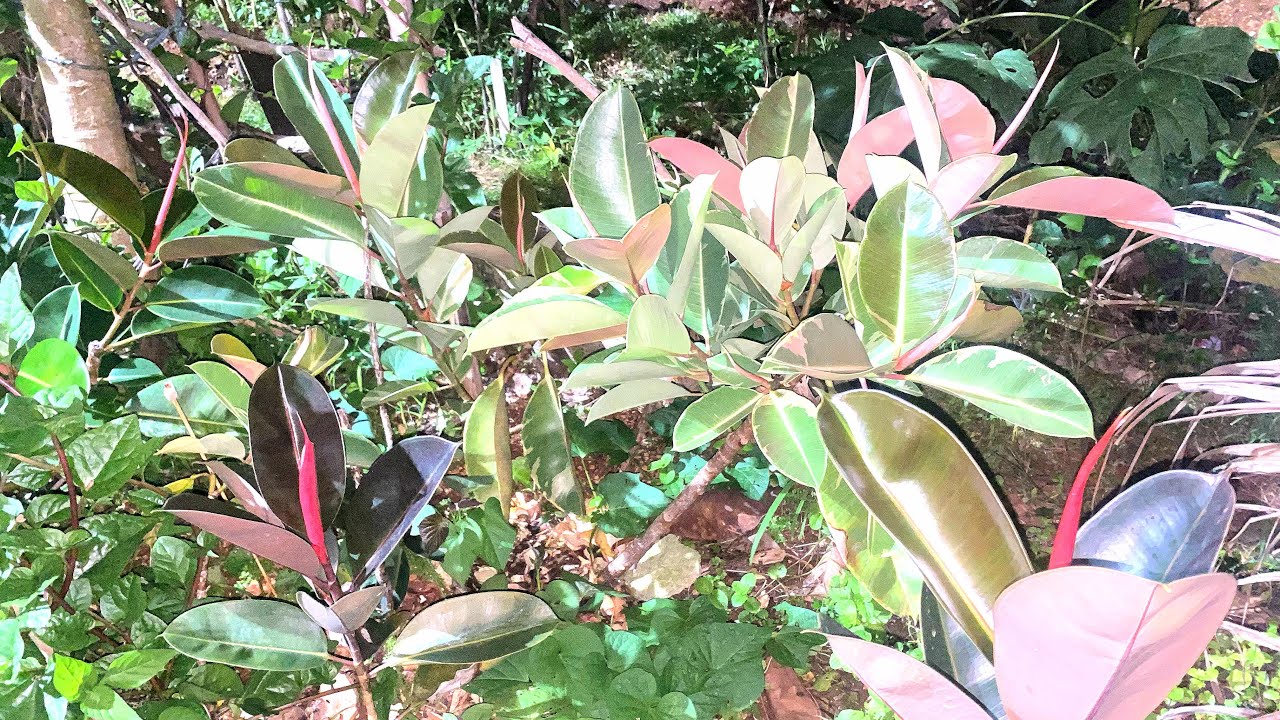 RUBBER TREES UPDATE | VEGETABLE GARDEN TOUR - YouTube