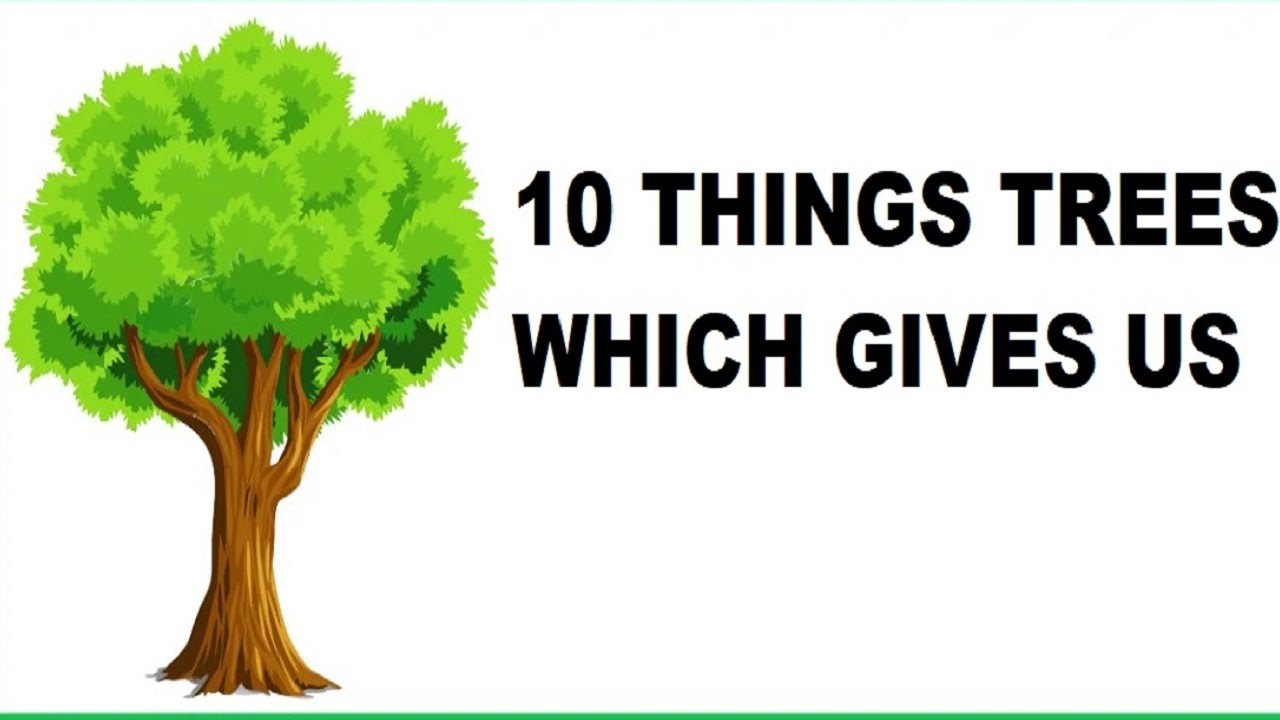 10 THINGS WHICH TREES GIVES US IN ENGLISH | 10 THINGS TREES GIVES US ...