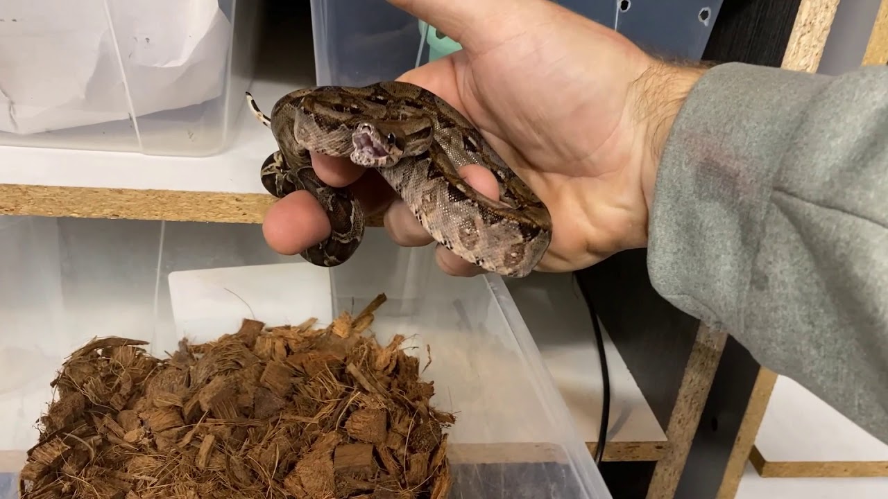 Little Angry Central American Boa!! Very Defensive Snake - YouTube