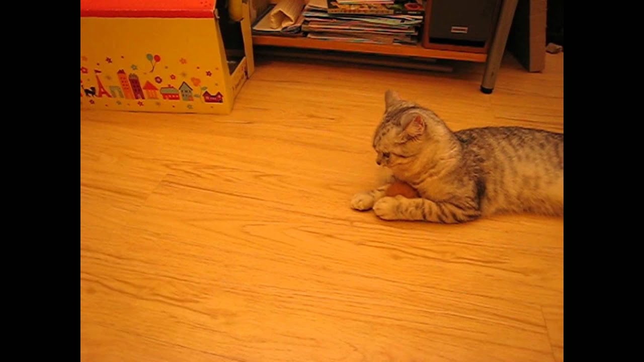 Two cute cats play with wool ball! (small compilation) - YouTube