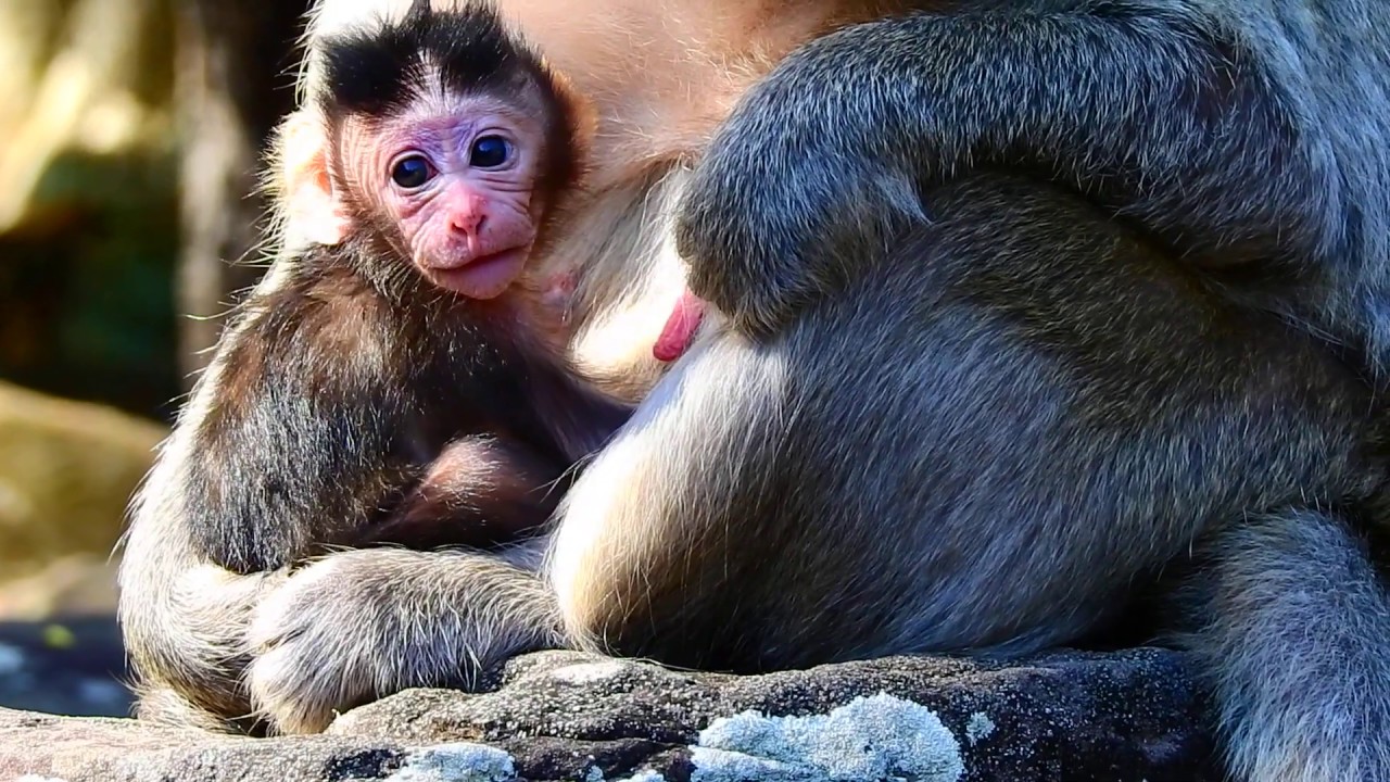 Day3 Update Newborn Baby of Scarlet Monkey | Sami So Cute Baby Monkey ...
