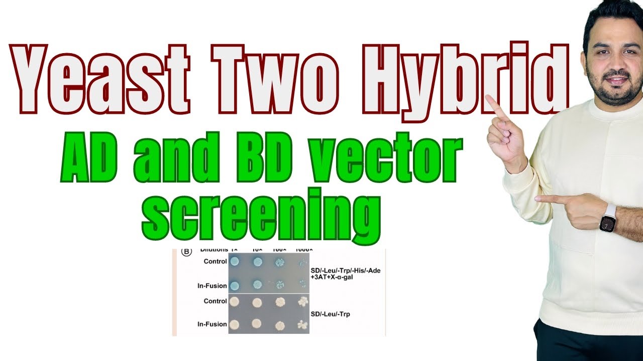 Yeast two Hybrid (Y2H) AD and BD vector screening - YouTube