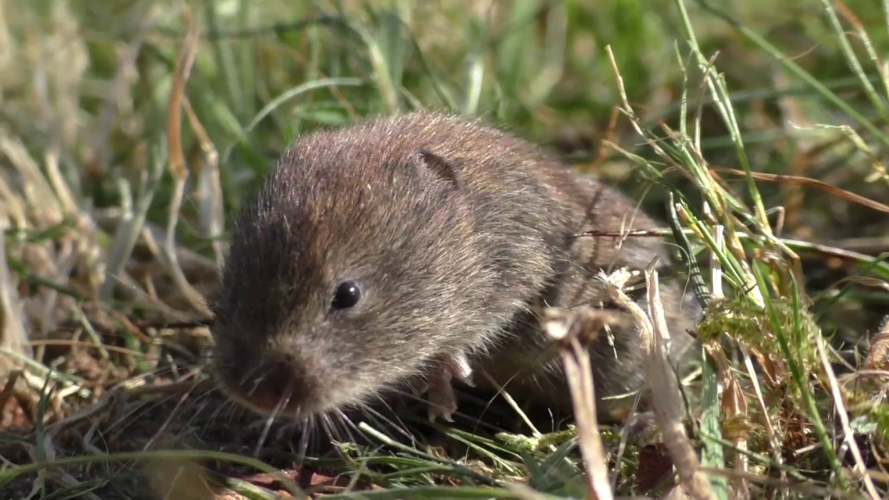 Veldmuis in de Morvan - YouTube