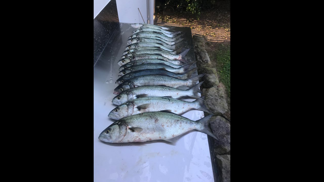 Epic Tailor/Blue fish session in the waves - YouTube