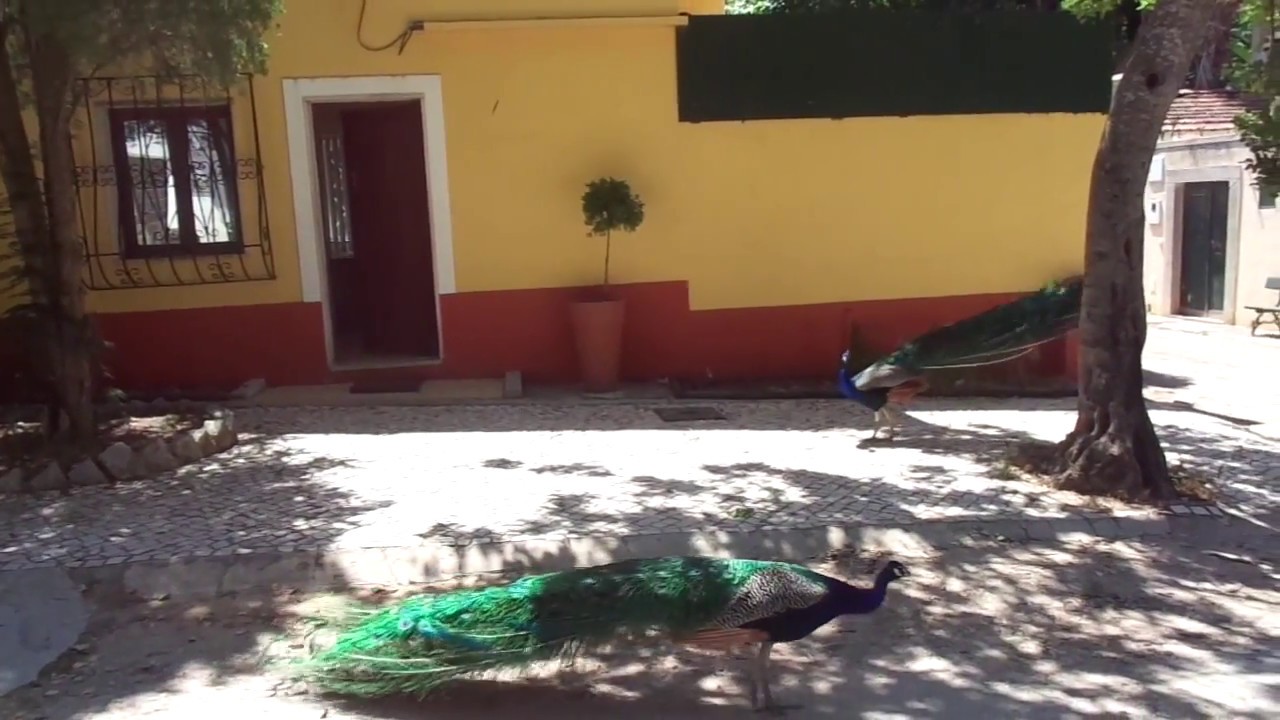 pikoki.peacock - YouTube