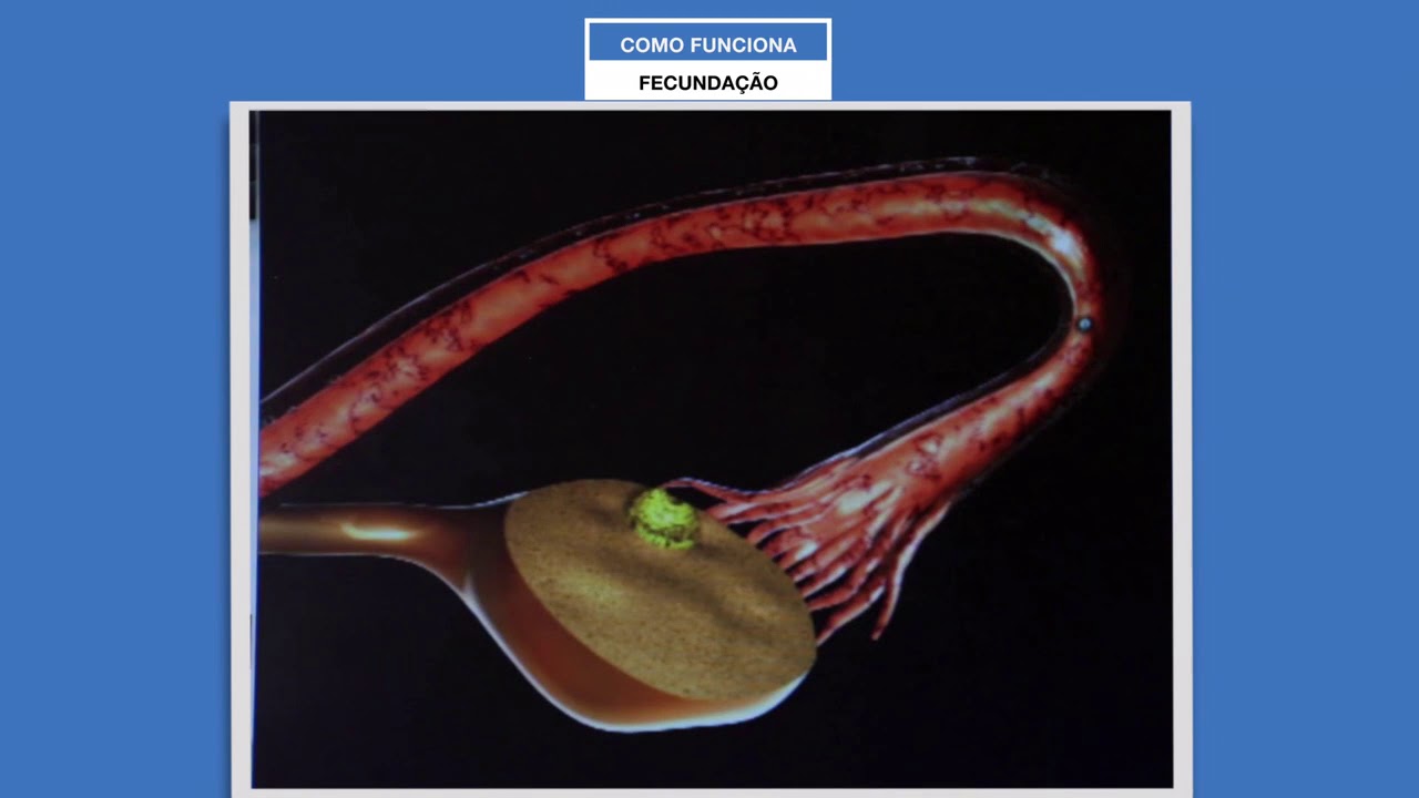 COMO FUNCIONA A FECUNDAÇÃO - YouTube