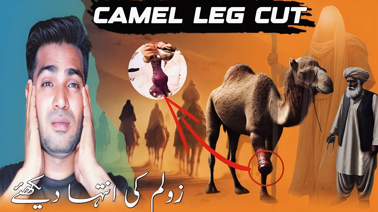 Camel Leg Cut Viral Video | sindh mein unt ka vakya | Hazrat Saleh AS ...