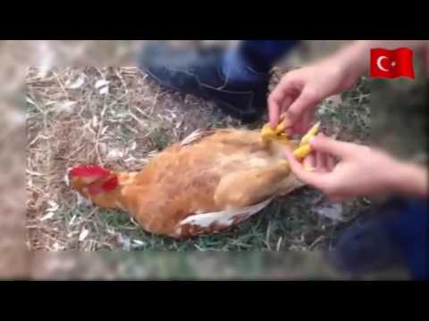 Egzersiz Yapan HOROZ !