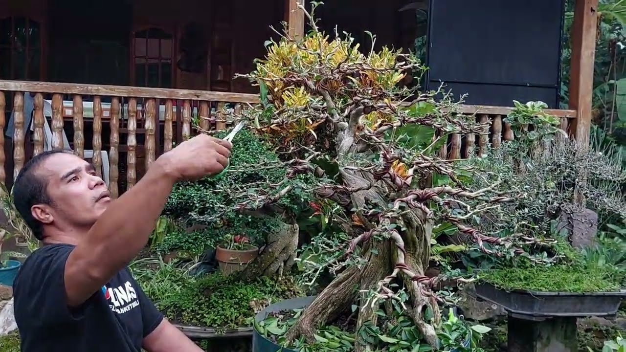 ANU ANG DAPAT GAWIN PARA MAPABILIS LUMAKI O TUMABA ANG SANGA.#bonsai# ...