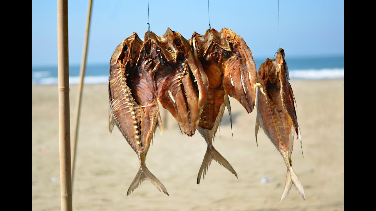 Dry fish crusher, Dry Fish Shredder, #DryFishCrushing, Dry Fish ...
