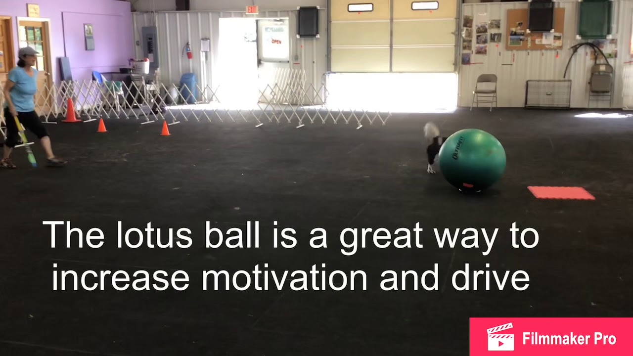 Rewards -The Lotus Ball - YouTube