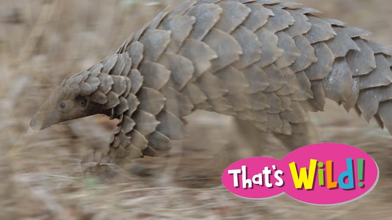 Pangolin Walking | That's Wild - YouTube