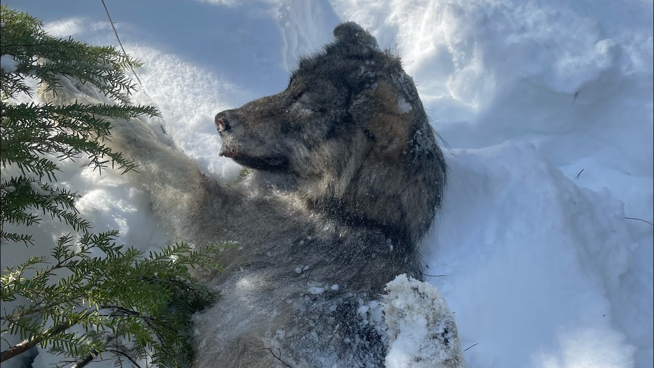 Dropping Wolf Bait and Following The Mysterious Trail - YouTube