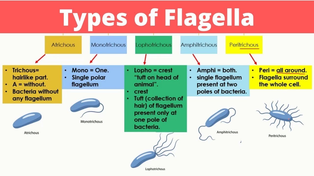 Type of bacteria !! Flagellate Bacteria!! Shape of Bacteria - YouTube
