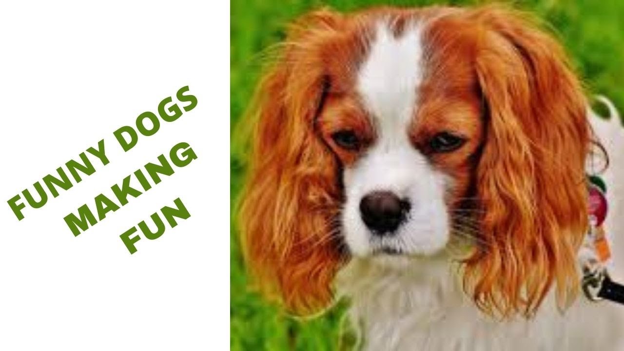PUPPIES |HAVING FUN | FUNNY DOGGIES - YouTube