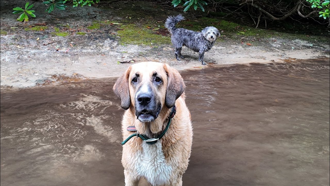 Dog retrieved fallen camera gear, almost@Tails2Trails - YouTube