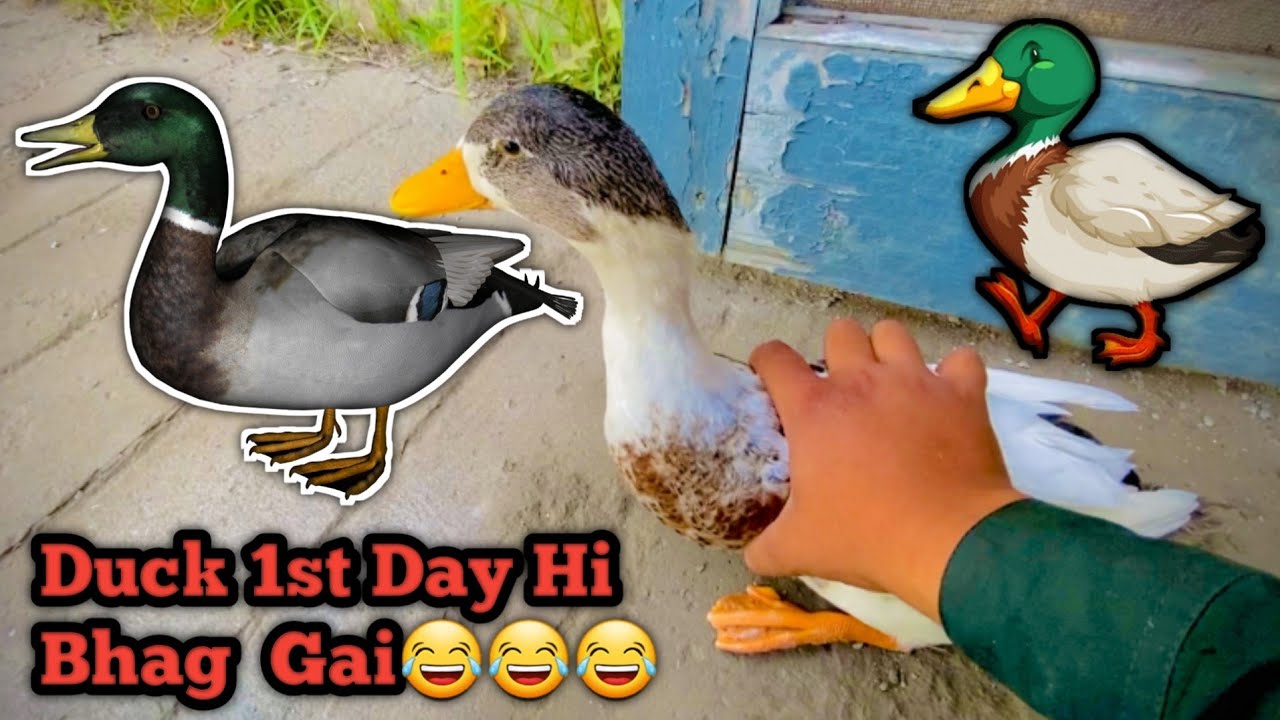 Duck Tried To Escape On Day 1 || Ruck Nay Itni Garmi May Bohat Sataya ...