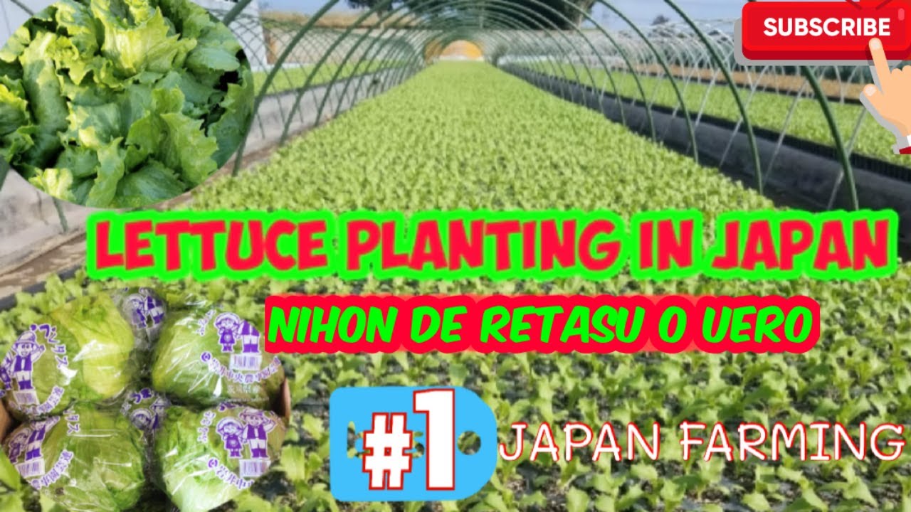 HOW TO PLANT LETTUCE IN JAPAN?/NIHON DE RETASU O UERO? - YouTube