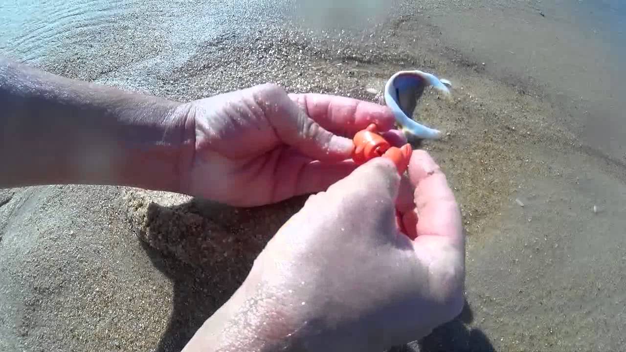 Magic SeaShells Surprise Toys - YouTube