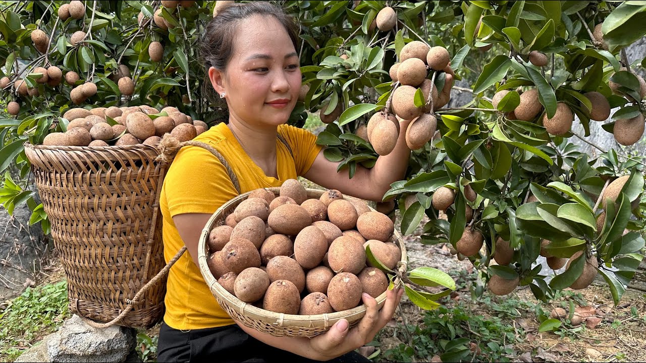 Harvesting Fresh Fruits in the Village goes to the market sell - Animal ...