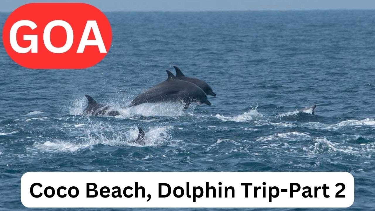 HUGE DOLPHIN diving, in GOA at Coco Beach 🏖 - YouTube