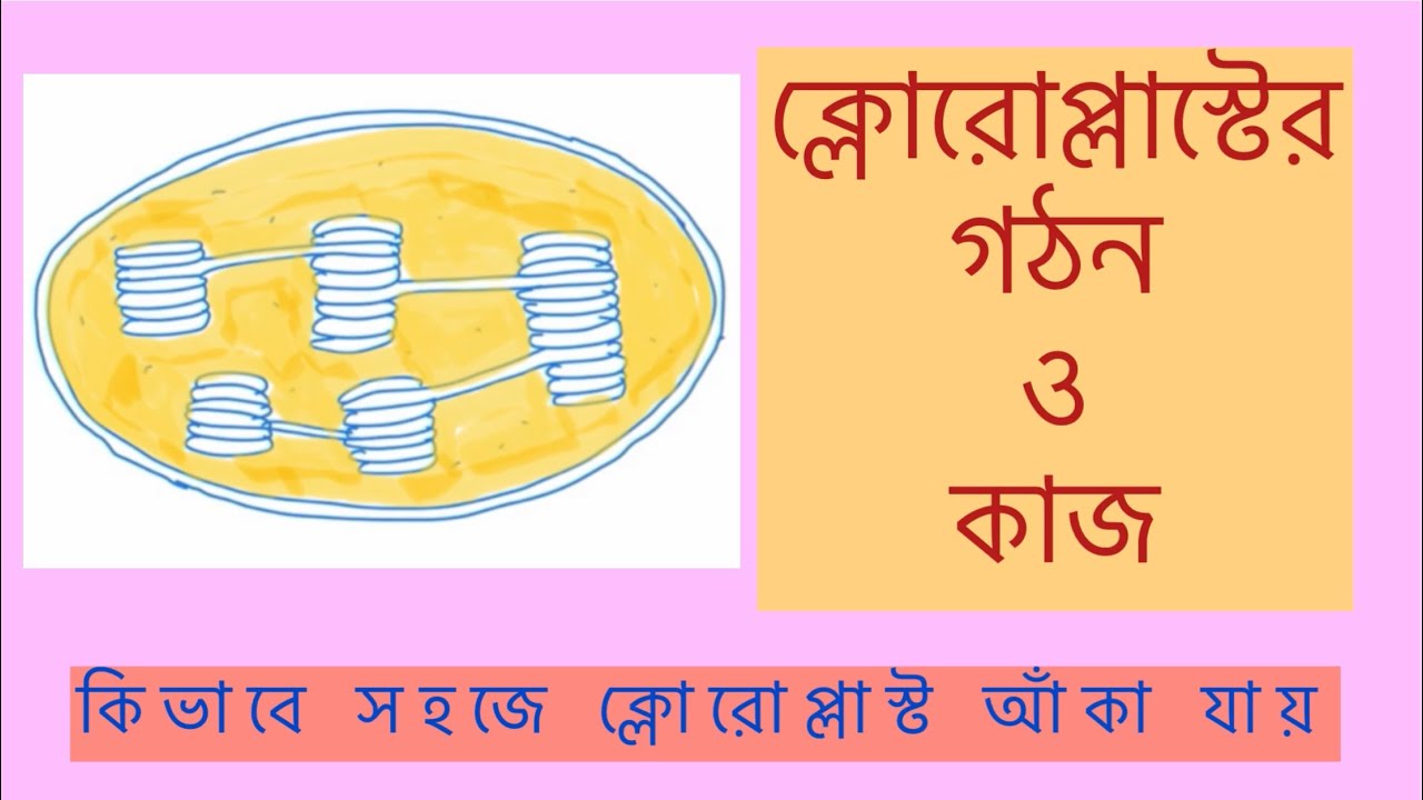 Chloroplast structure and function class 11/ক্লোরোপ্লাস্ট/structure of ...