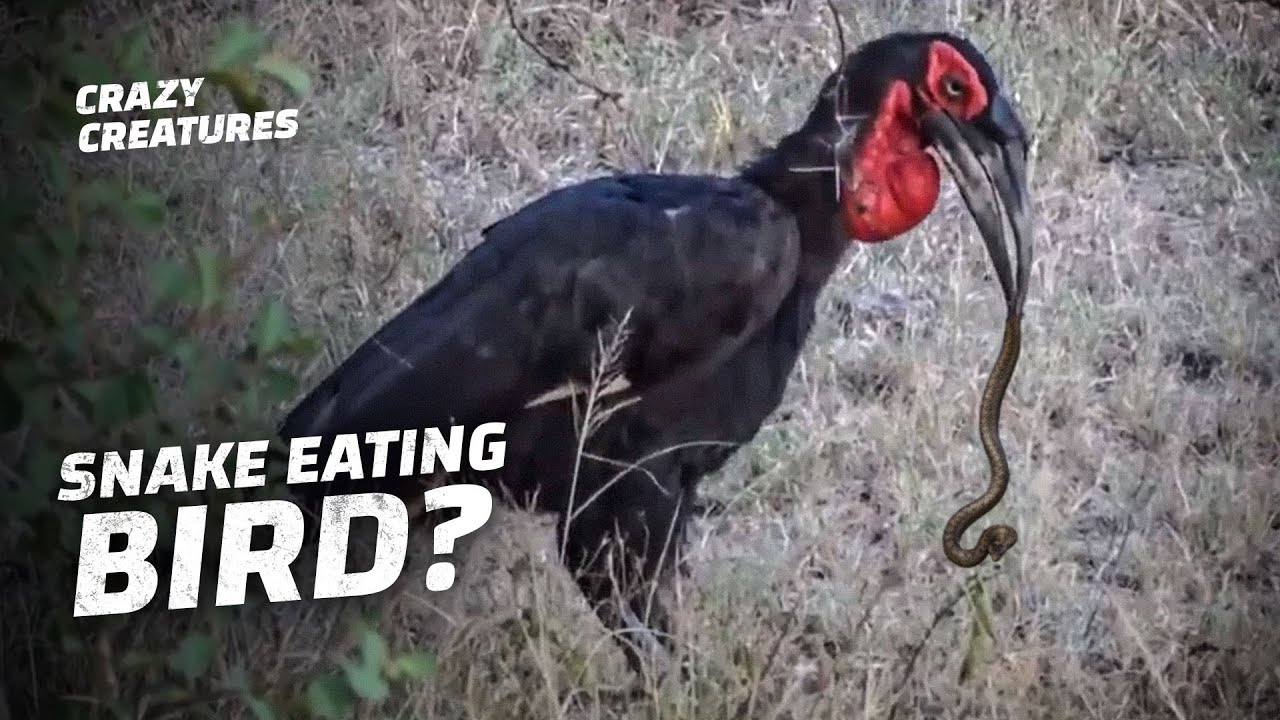This Bird Feasts on Snakes - YouTube