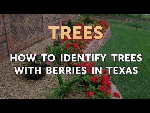 How to Identify Trees With Berries in Texas - YouTube
