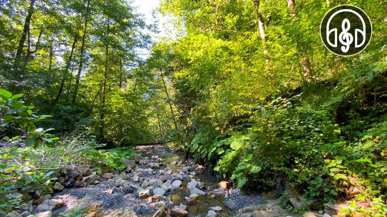 A very beautiful forest stream. Sounds of nature 6 hours for sleep and ...