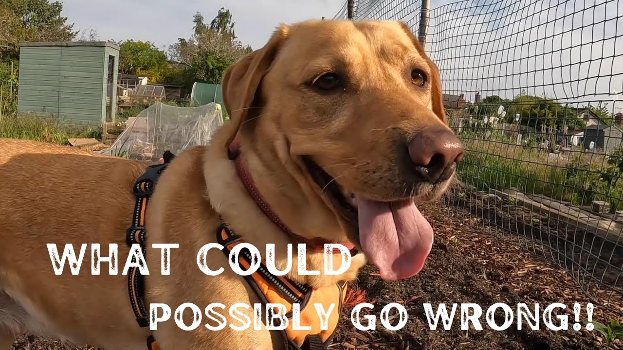 Rosie comes to Plot 25 - YouTube