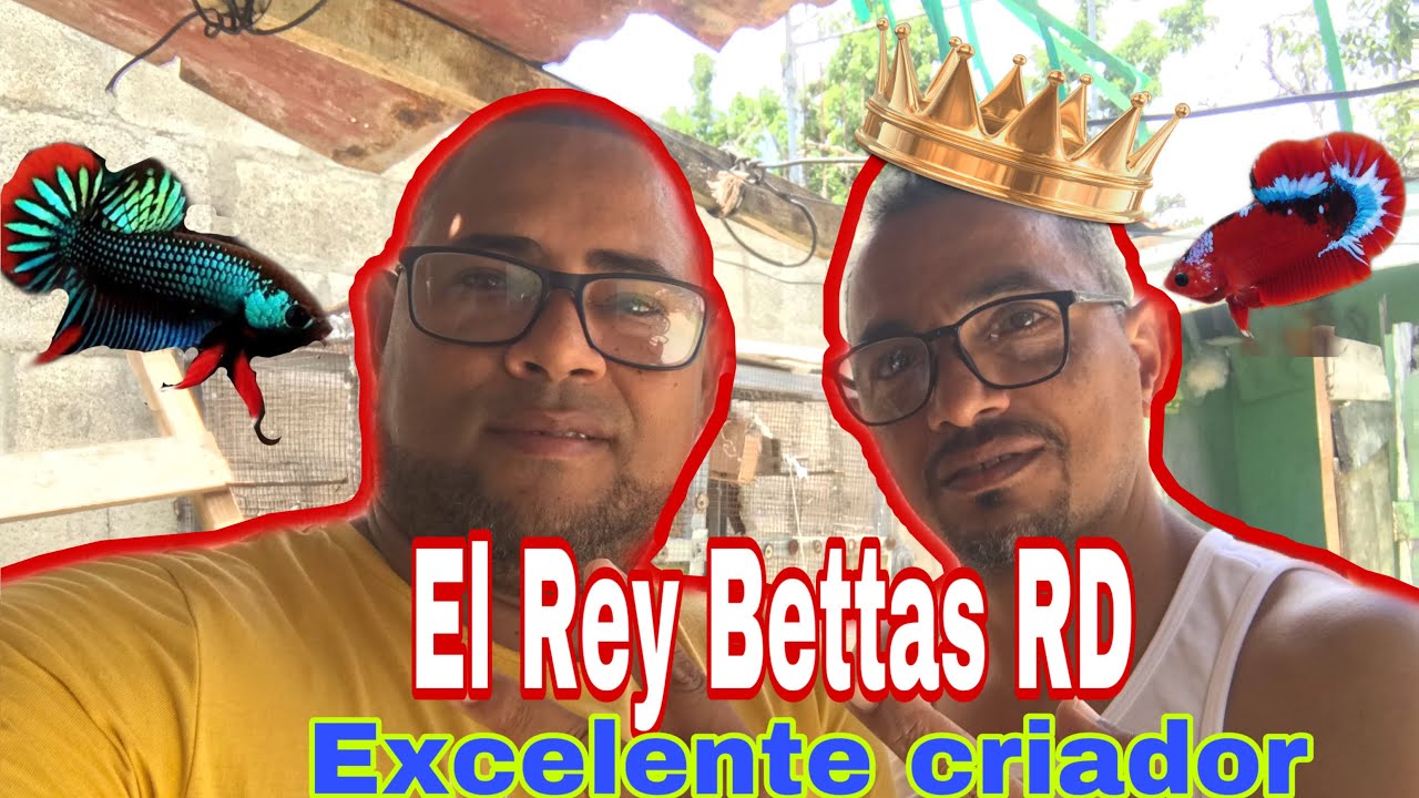 Visita al Rey Bettas RD - YouTube