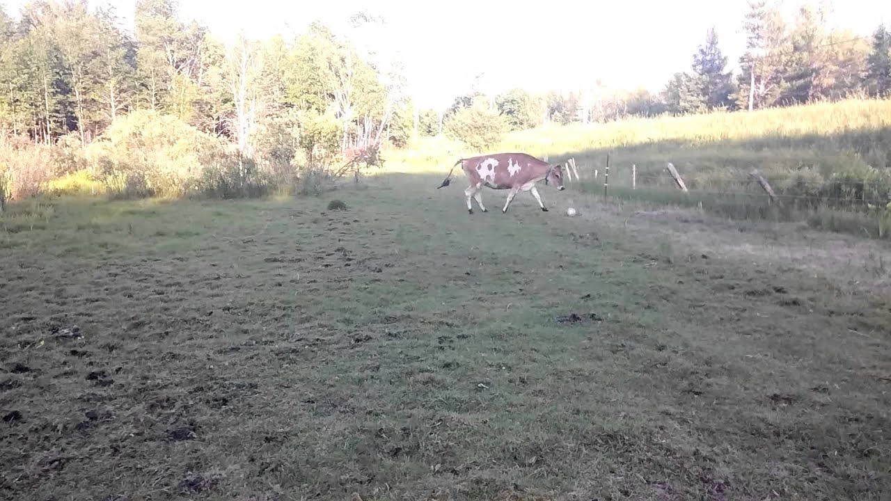 Jersey Cow Playing With Her Ball - YouTube