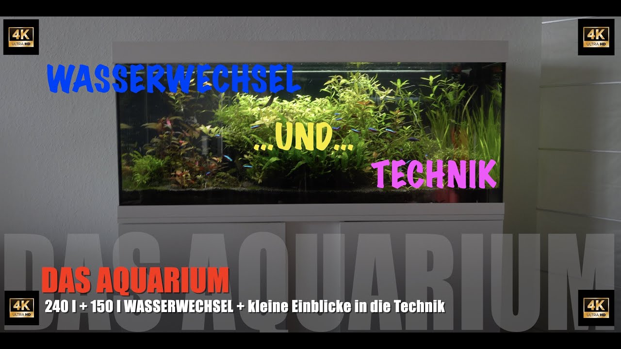 4K-Aquarium Eheim 240l + 150l Cube -Wasserwechsel und kleine Einblicke in die Technik- - YouTube