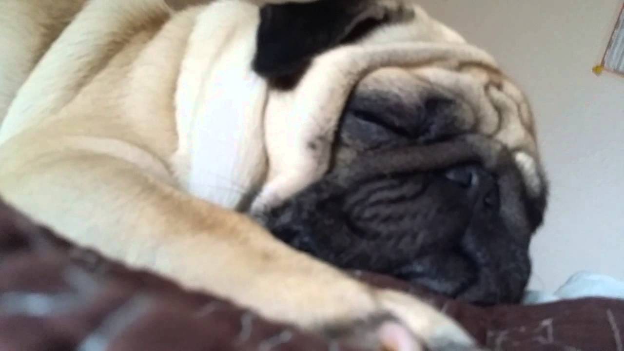 Earnie the Pug Snoring - YouTube